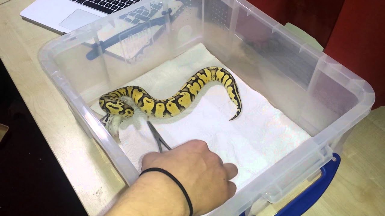 Ball python eats two F.T rats - YouTube
