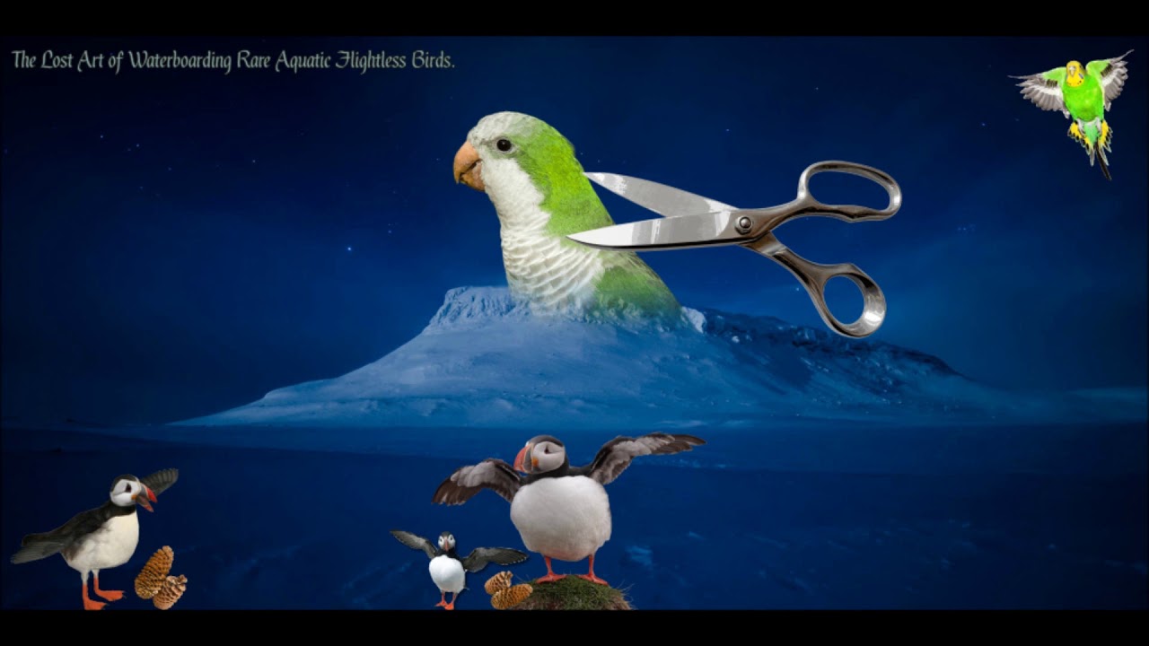 How to Handle a Puffin (What to Feed it + How to Treat it) - YouTube