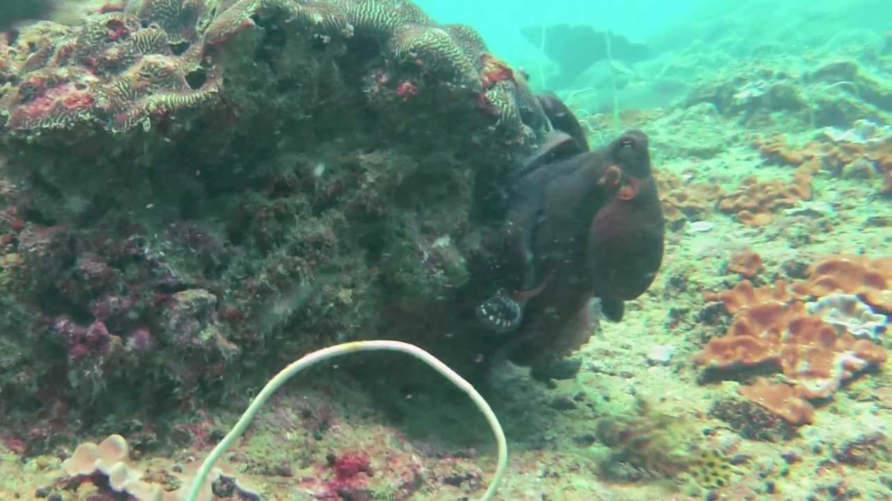 Octopus fight - YouTube