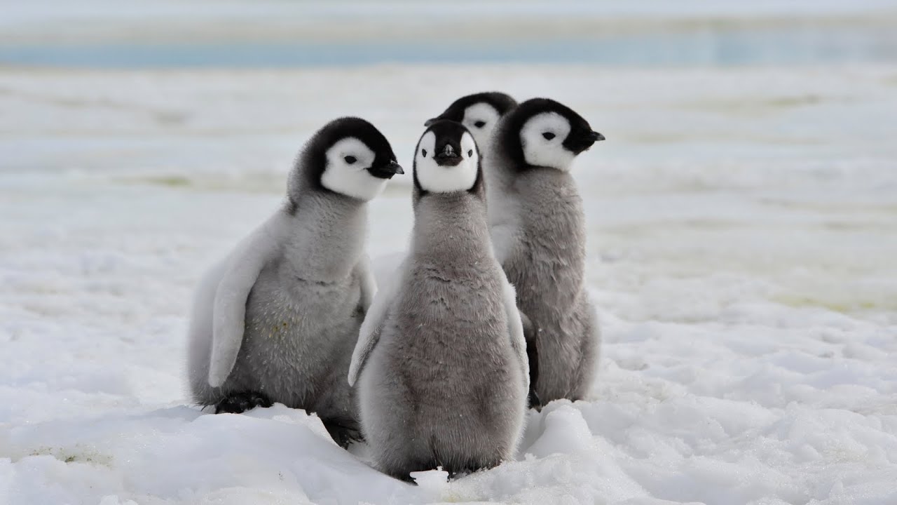 Cute Penguins Video Compilation | Penguins Waddling, Swimming, Being ...