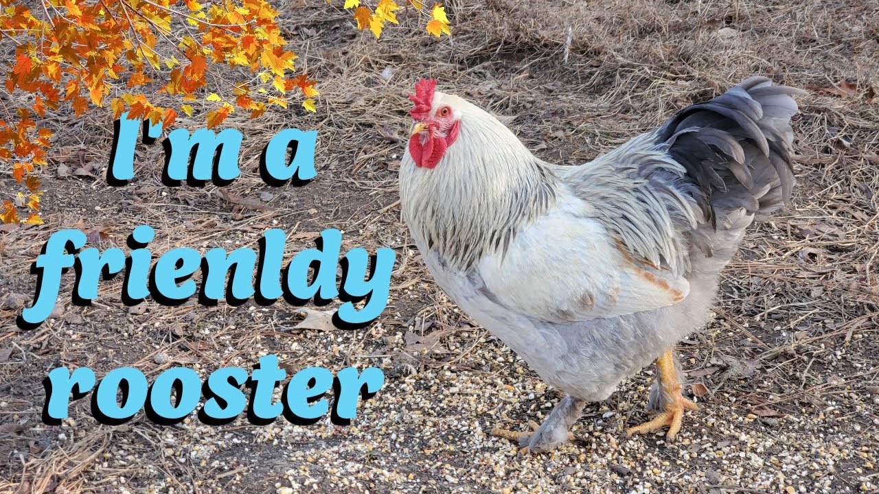 How to raise a friendly rooster - YouTube