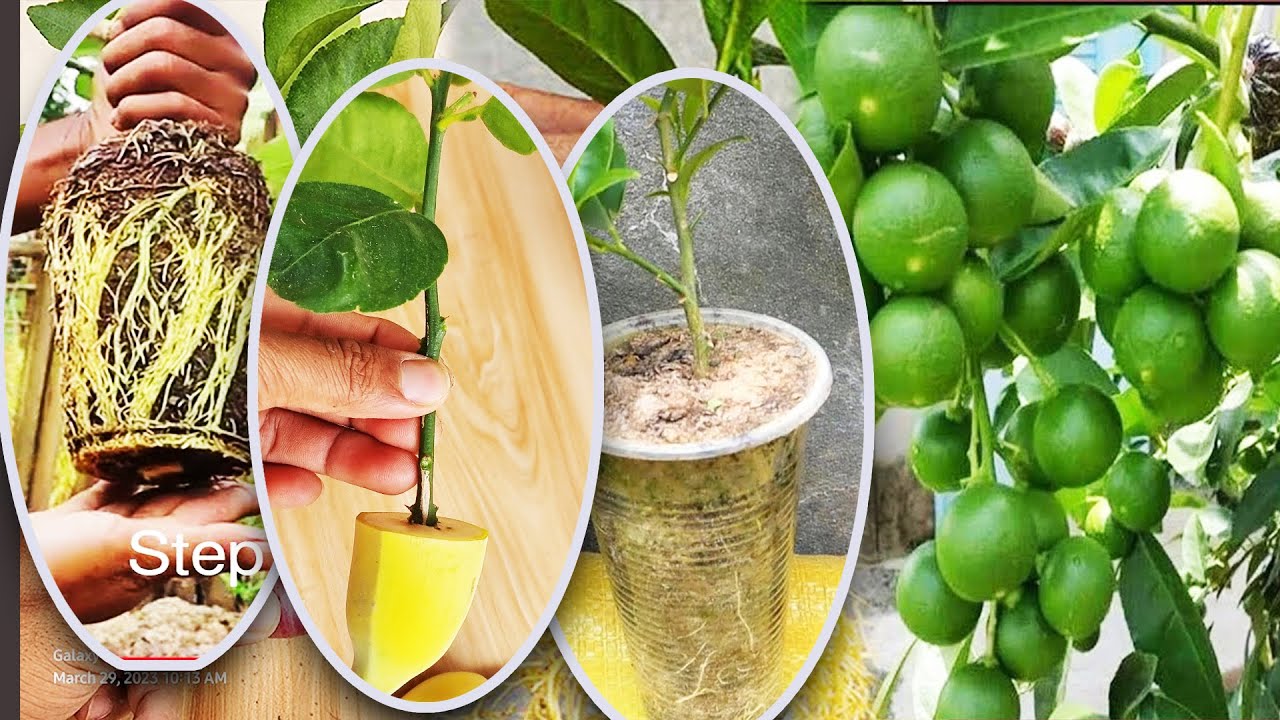 How I multiply lemon trees: 4 methods for growing lemon fast and easy ...