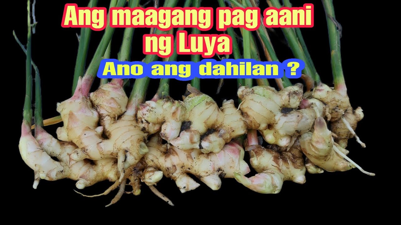 Maagang pag aani Luya,Ano ang dahilan? Reasons why i harvest my ginger ...
