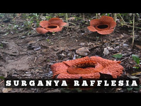 WOW!!!!! TAMAN BUNGA RAFFLESIA || RAFFLESIA KEMUMU BENGKULU - YouTube
