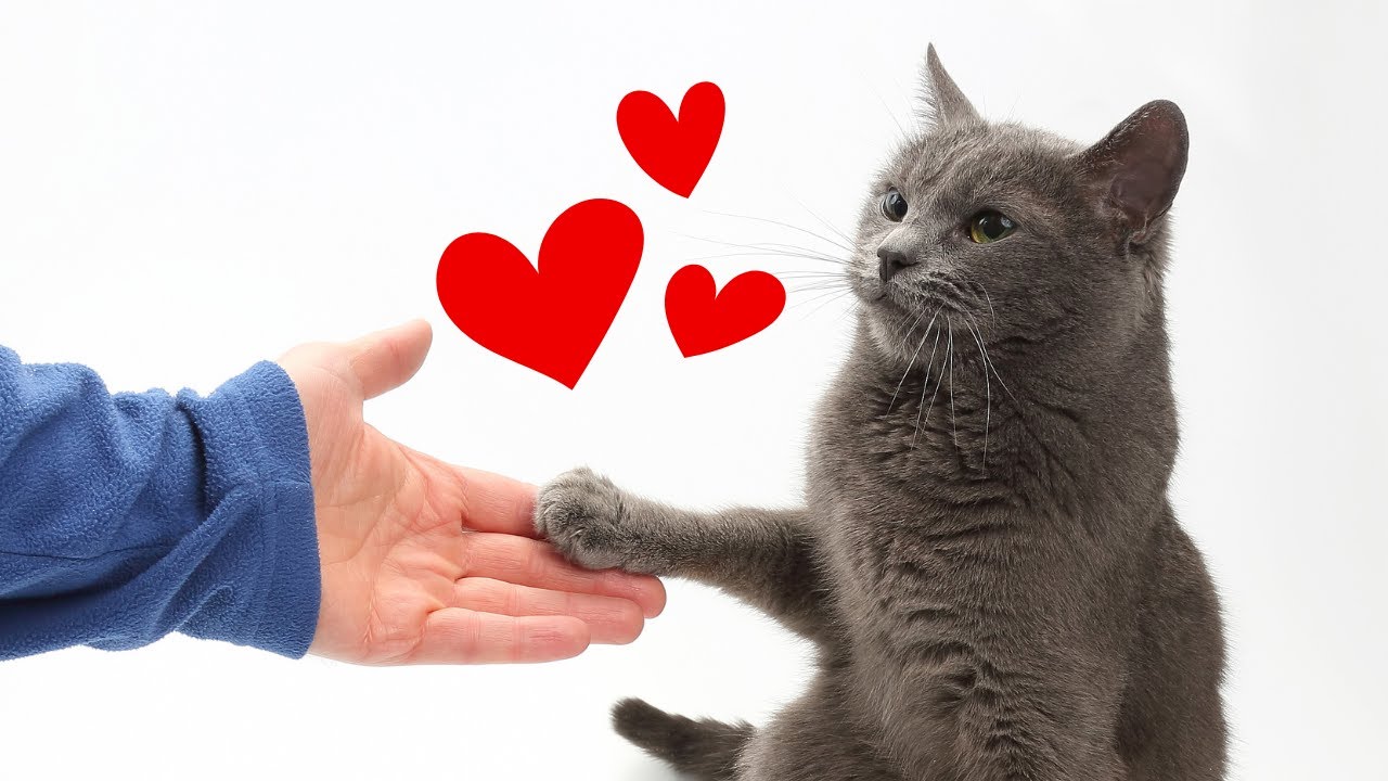 Do You Often Call Your Cat By Their Name? - How Cats Learn Their Names ...