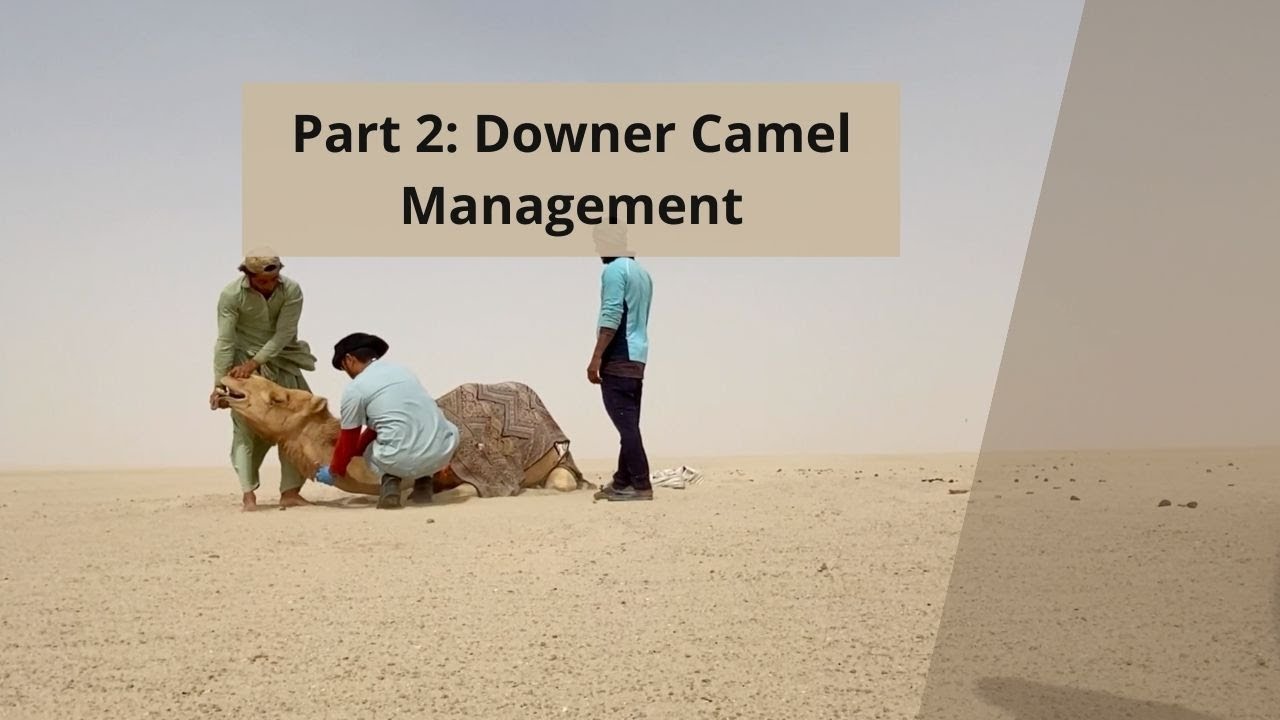 Part 2: Downer Camel Management - YouTube