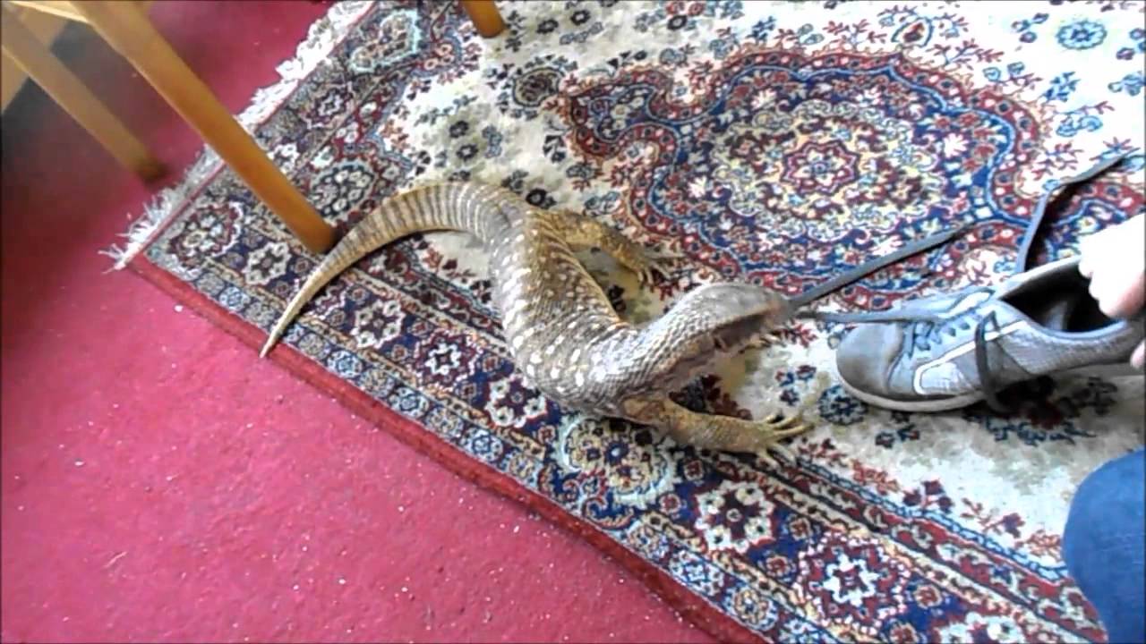 Monitor Lizard Playing - YouTube
