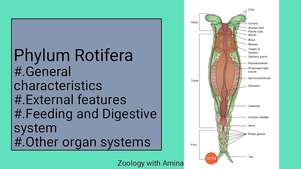 A brief introduction of Phylum Rotifera | Characters, external ...