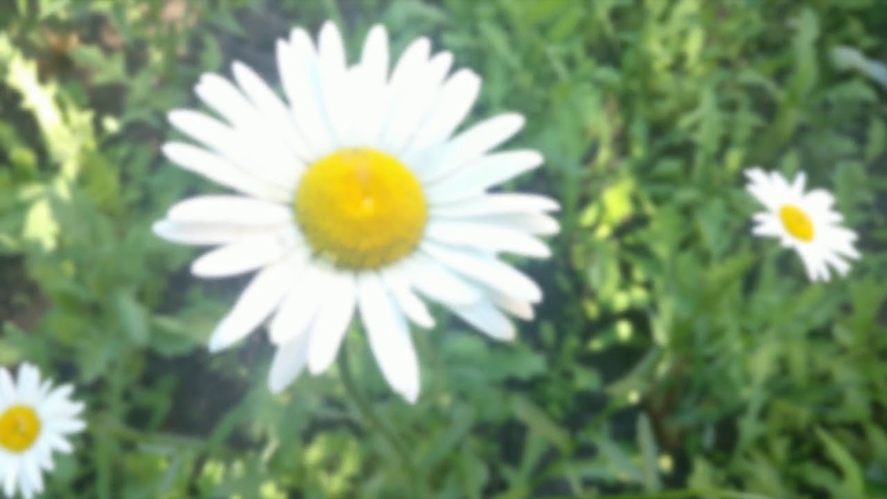 daisy flower zoom - YouTube