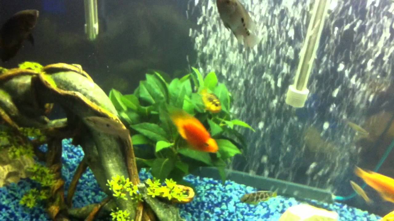 130 gallon fish tank with blood parrot, red devil, flowerhorn, tiger ...