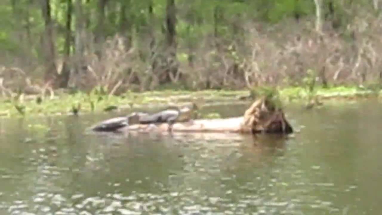 Alligator on a log in the swamp - YouTube