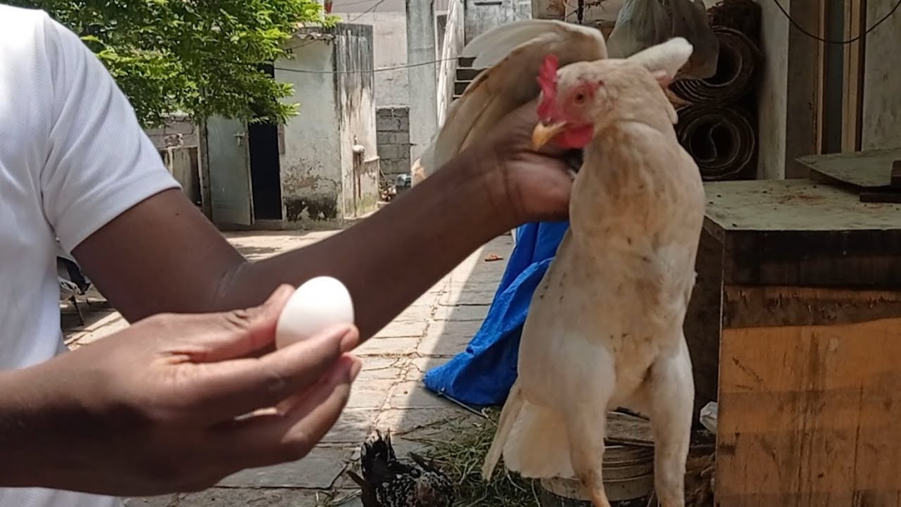 Removing egg from Hen -jantu planet - hen videos - pet videos-# ...