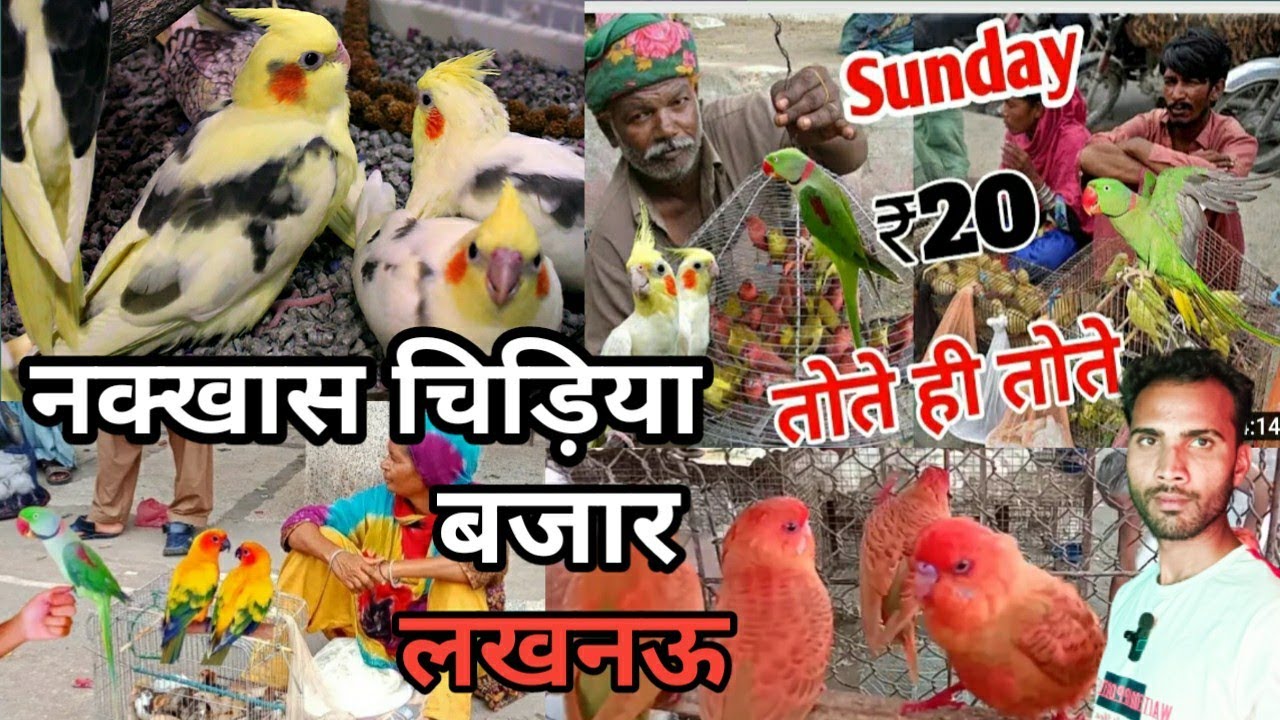 lucknow bird markit||लखनऊ की चिड़िया बजार ||नक्खास चिड़िया बाजार ||pet ...