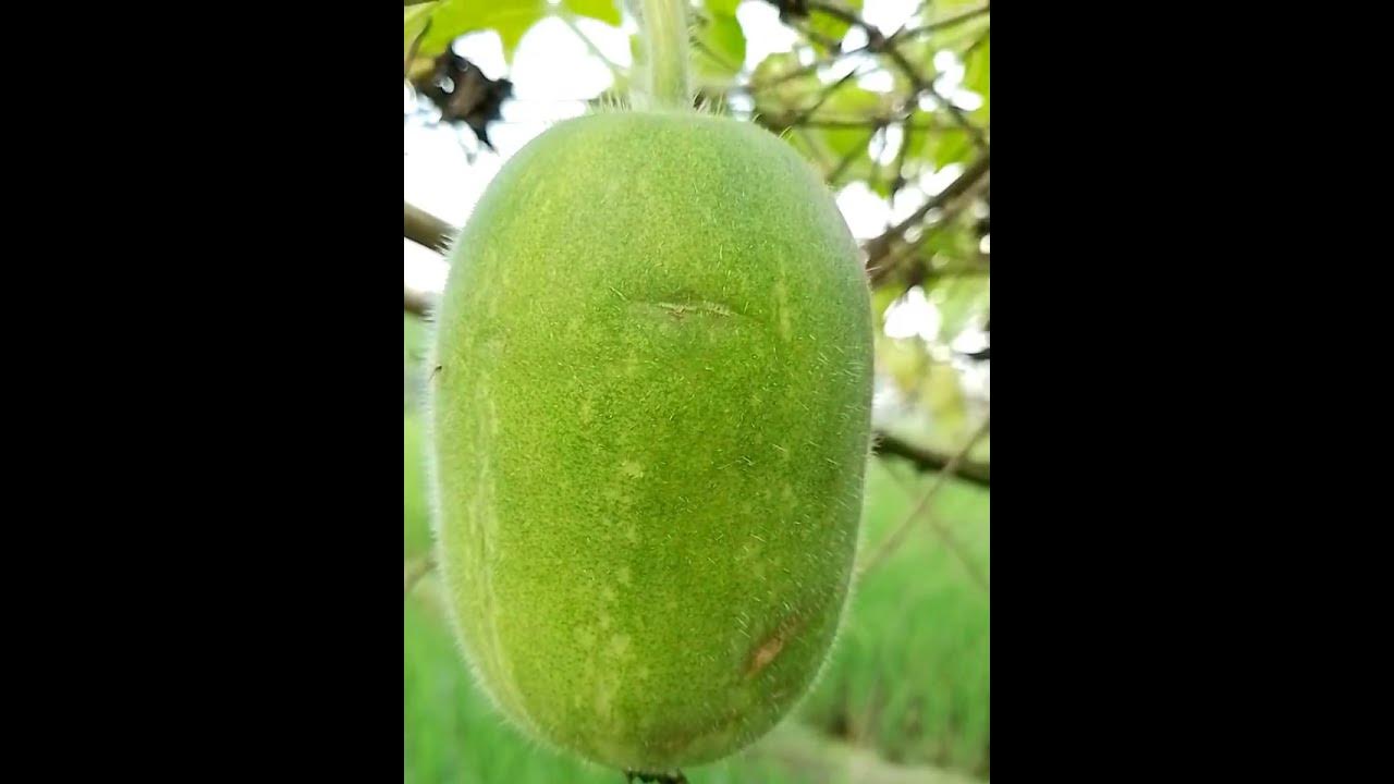 Water Pumpkin Growth Time Water Pumpkin 2022 Water Pumpkin Plants water-pumpkin-growth-time-water-pumpkin-2022-water-pumpkin-plants