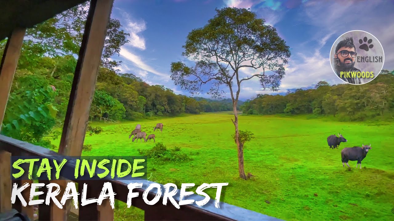 Forest stay in Kerala | Edapalayam Watch Tower in Periyar Tiger Reserve ...