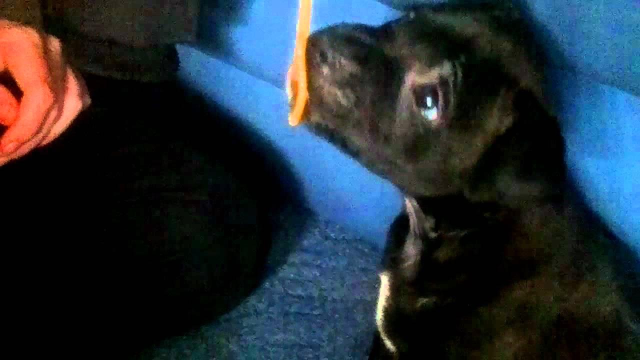 staffy fight - YouTube