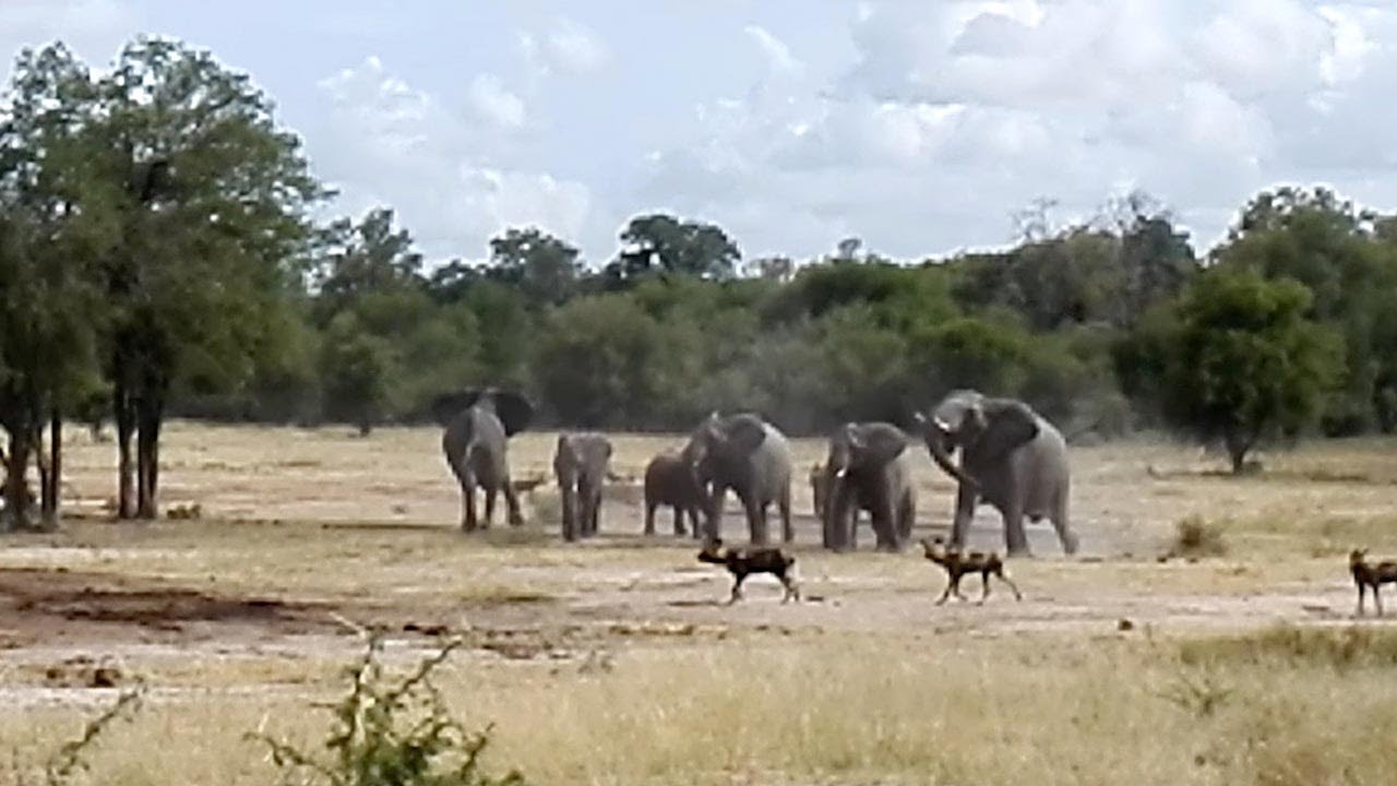 Elephants Chase Off Wild Dogs - YouTube