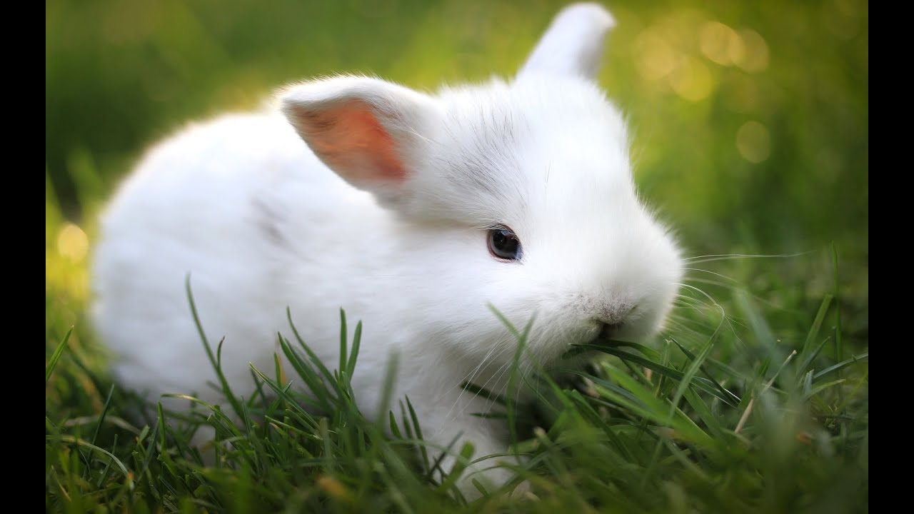 Most ADORABLE & CUTEST pets on the Internet - Compilation - YouTube