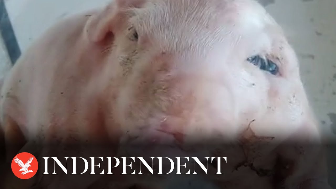 Rare two-headed pig born with four eyes and two snouts - YouTube