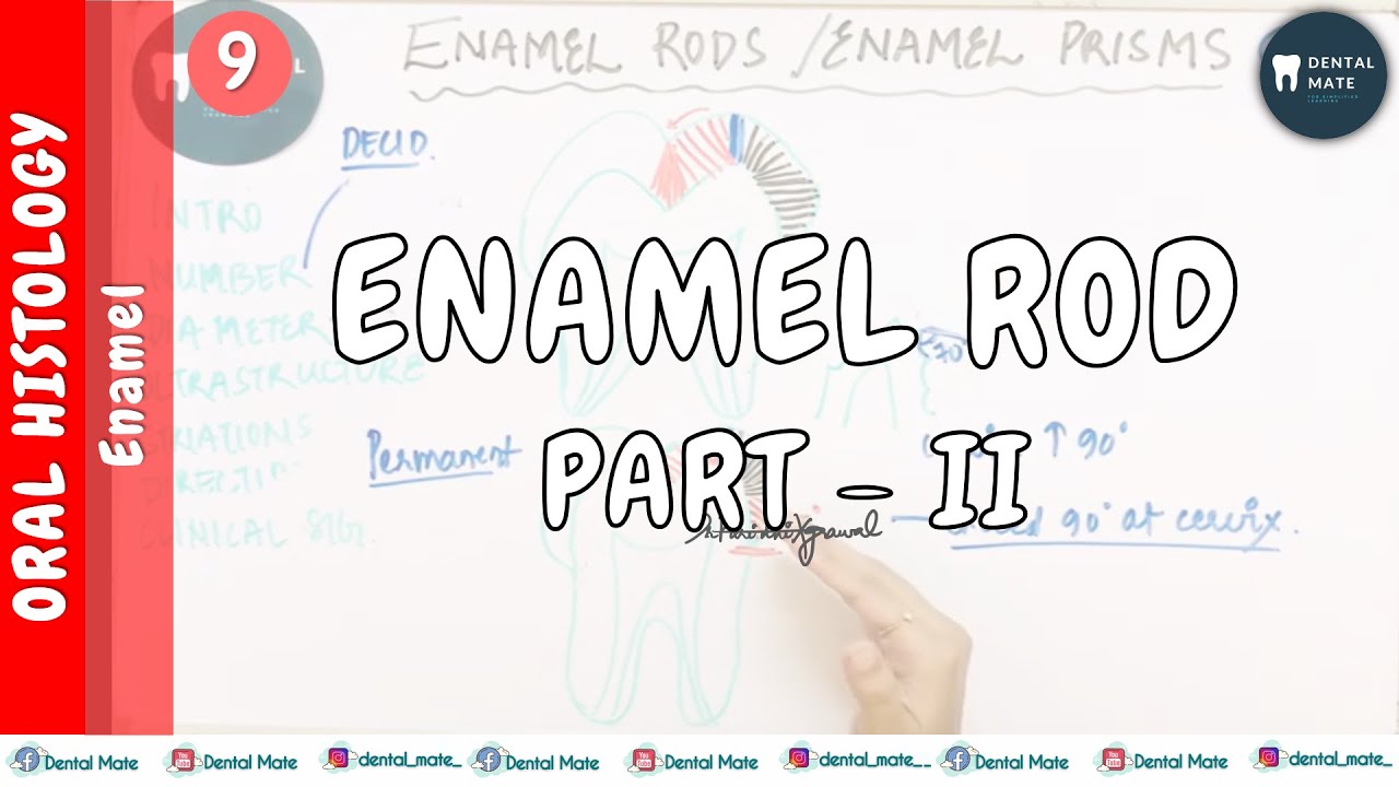 Enamel Rods | Part II | Direction of enamel rods | Enamel Prisms ...
