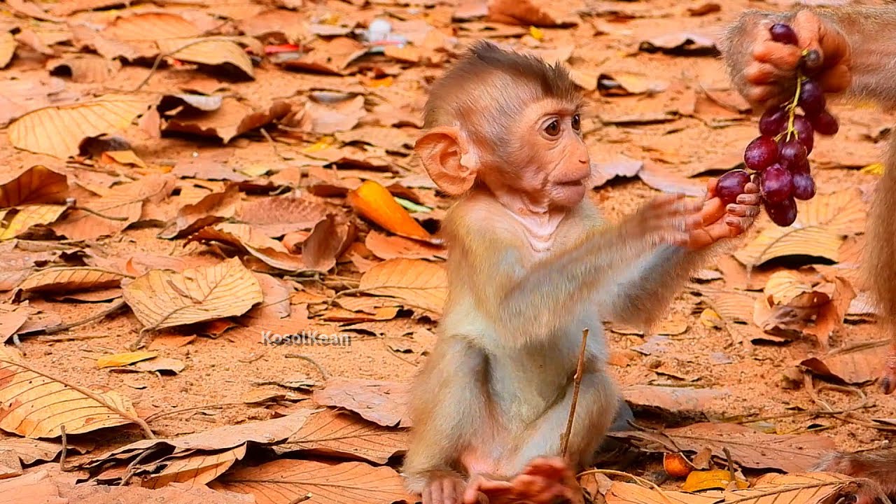 Mummy give me some grapes tiny Rainbow love eating grapes it's ...