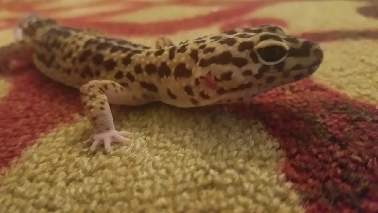 Leopard gecko turns 21!!! Oldest female ever? - YouTube