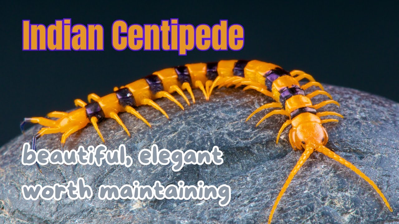 Exploring India's Hidden Centipede Wonders - YouTube