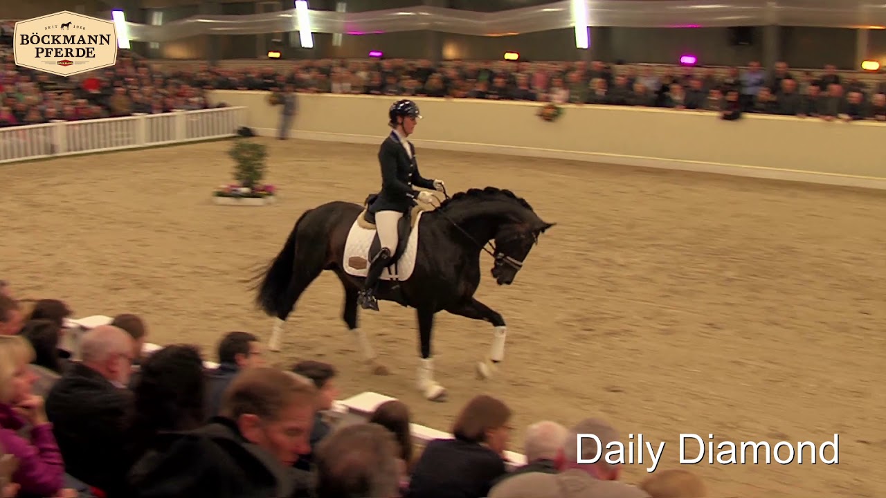 Daily Diamond - Hengstvorführung 2019 - YouTube