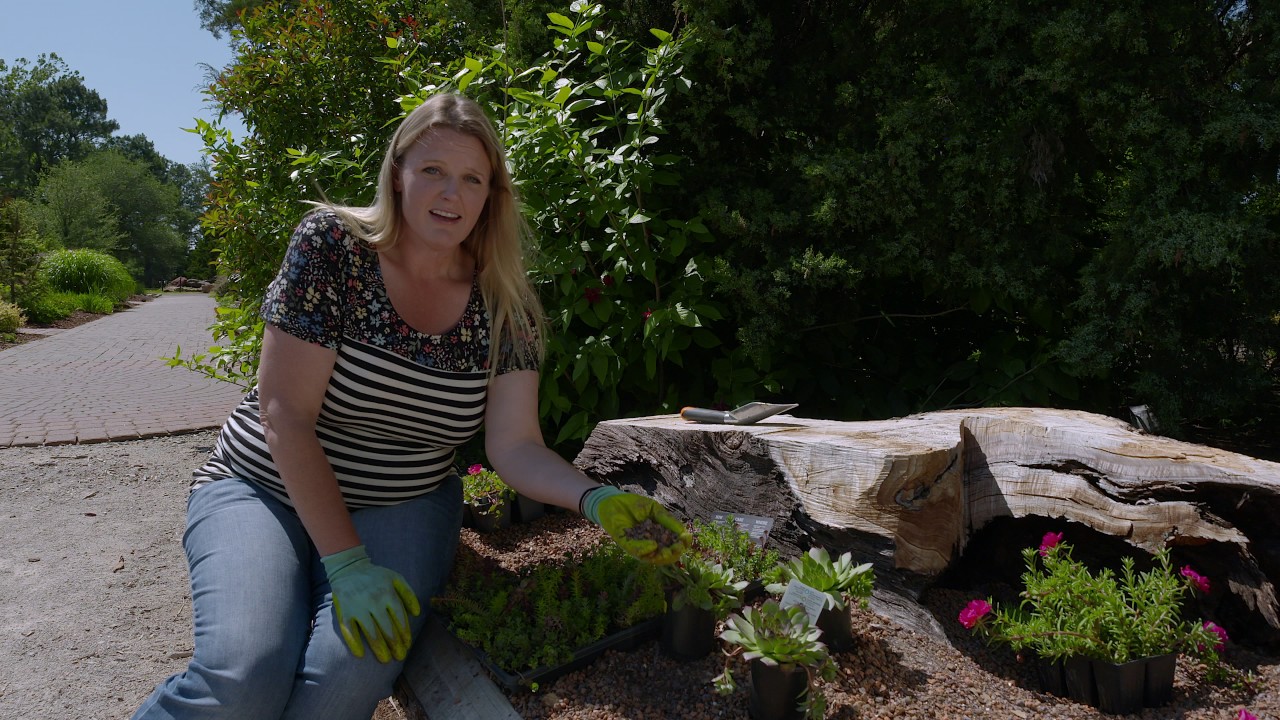 Fallen Tree Decorative Planter - YouTube
