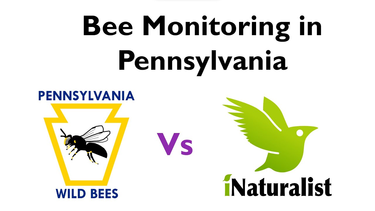 Bee monitoring in PA by community scientist: Comparing a collections ...