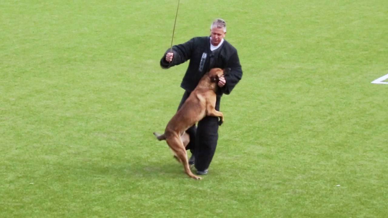 KNPV, Eindhoven-2016, лучшие атаки #knpv - YouTube