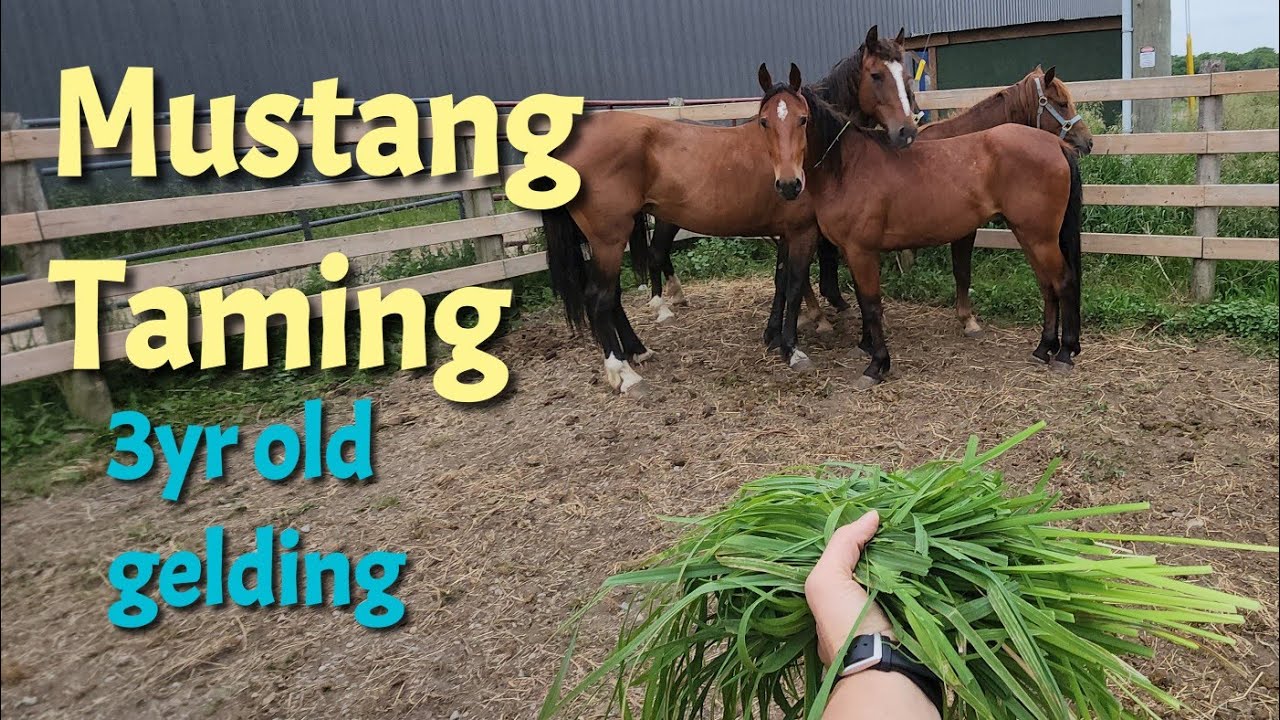 From wild to a new home - 3yr old gelding, mustang taming - YouTube