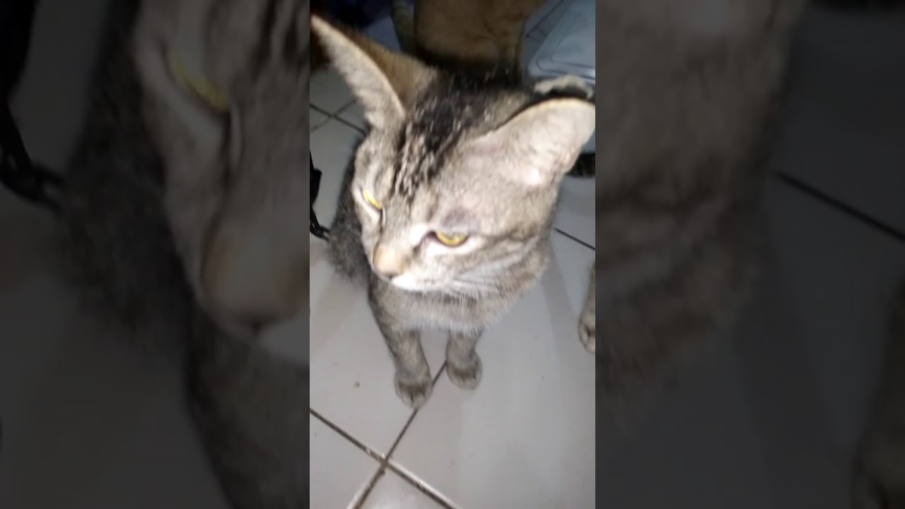 Cute cats- kucing kesayangan - YouTube