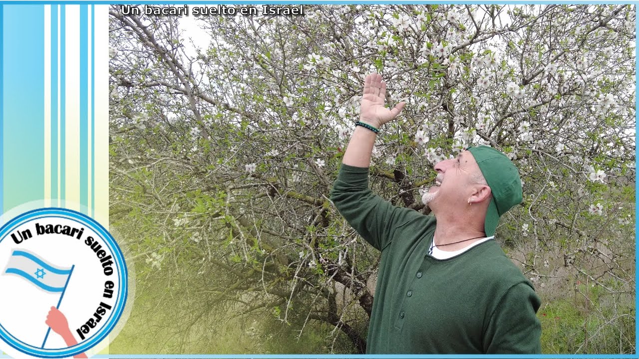 La vara de Aarón florece - el Almendro en Israel y la Biblia - YouTube