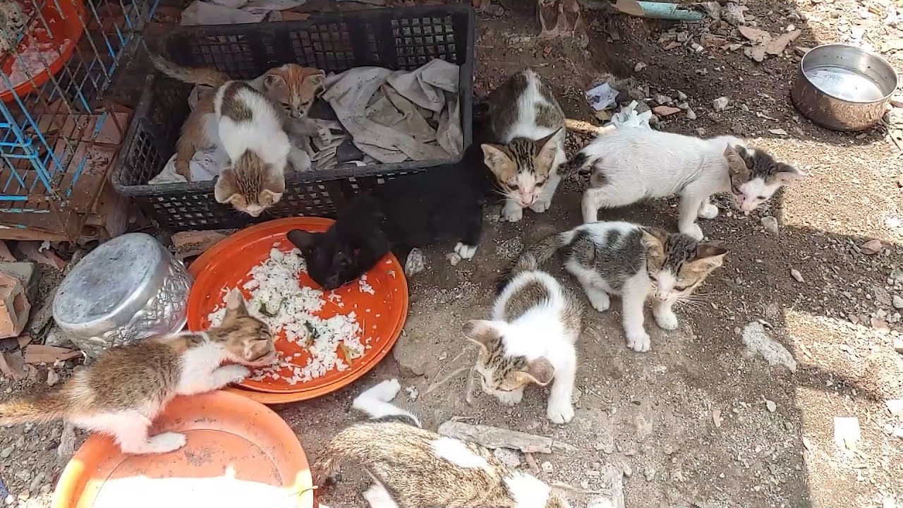 Many poor little kittens | abandoned by people #PanhasakAndCats - YouTube