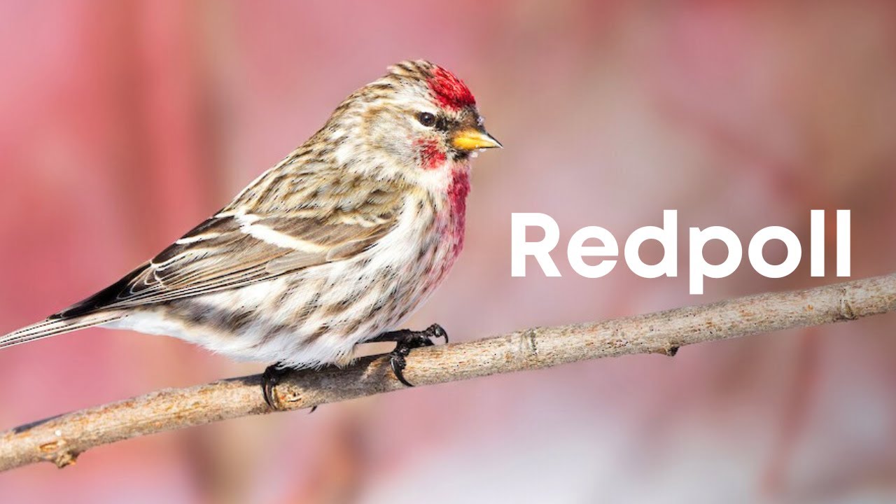 Discover the Enchanting Corner of the Redpoll and be Amazed! - YouTube