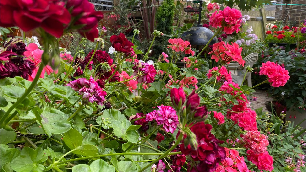 PELARGONIUM in my garden in London! 🇬🇧 Fuchsia, Ivy Geraniums ! - YouTube