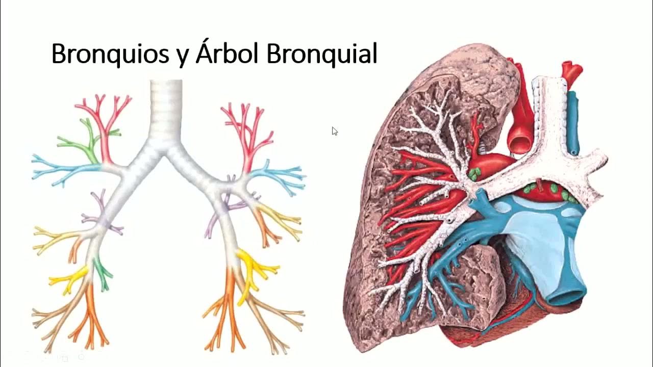 árbol Bronquial