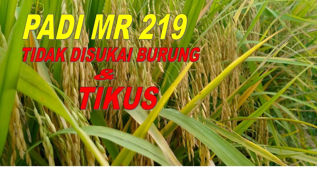 Padi MR 219 Padi Anti Burung Pipit dan Tikus - YouTube
