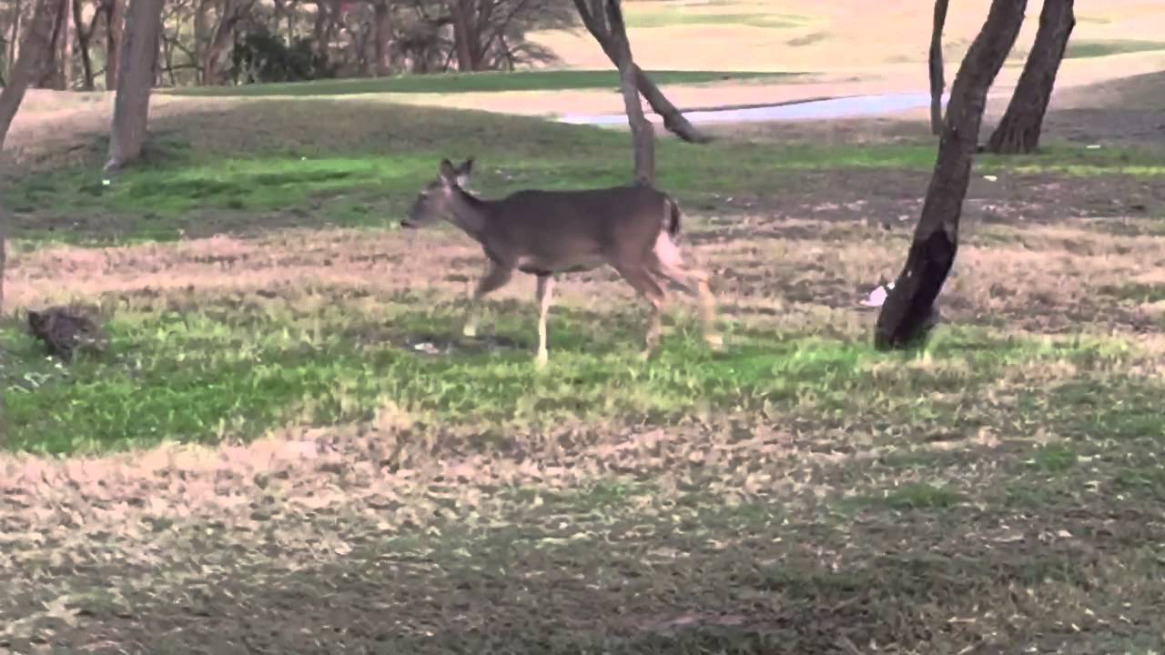 Deer on the Golf Course - YouTube