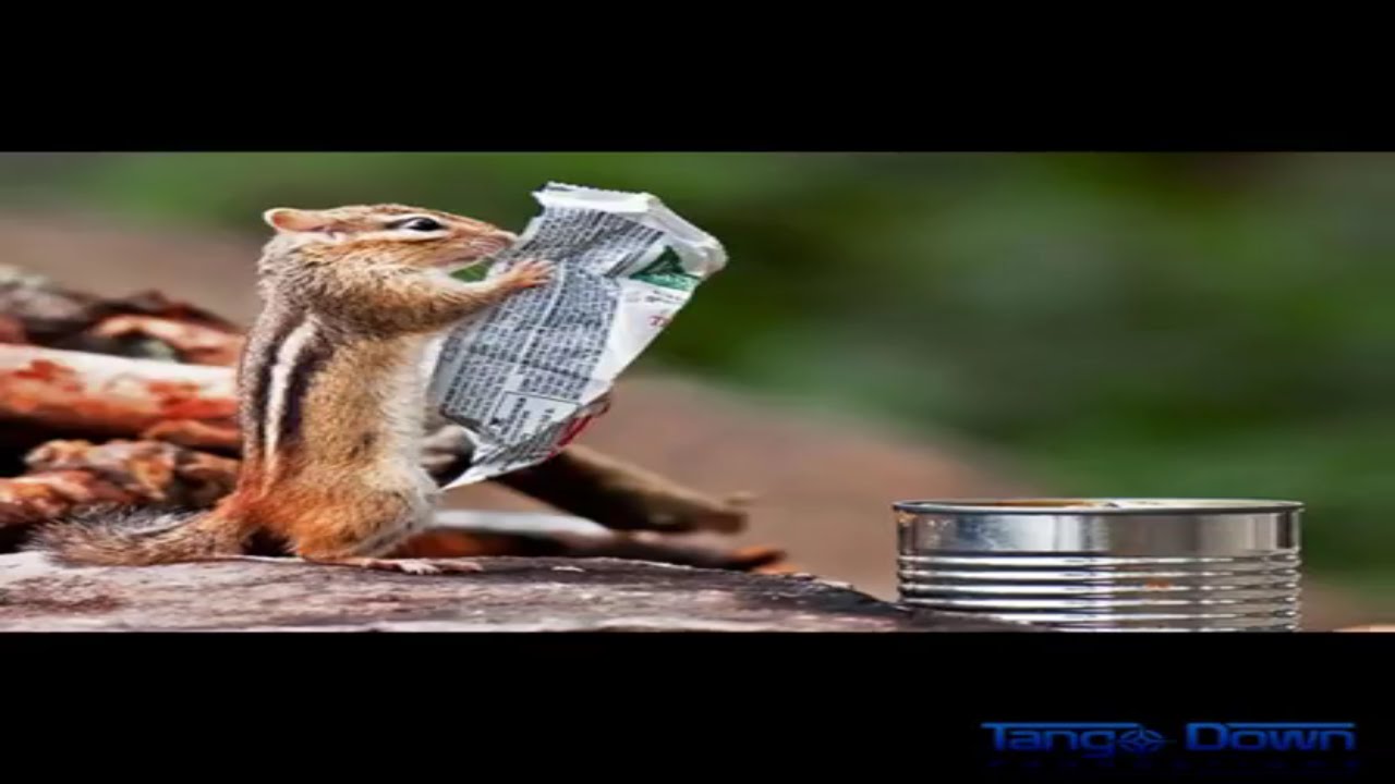 20 Best Perfectly timed animals - YouTube