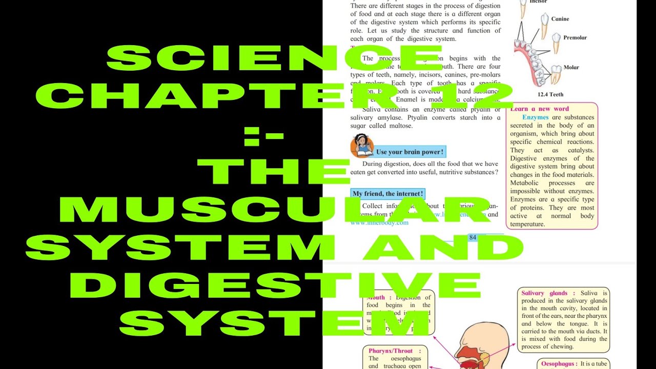 SCIENCE | STD 7TH | CHAPTER 12 :- The Muscular system and Digestive ...