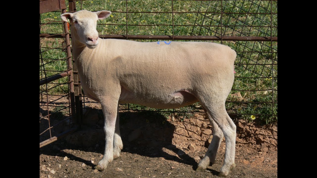 Lot 22 Poll Dorset Ewe RENE 320 16 - YouTube