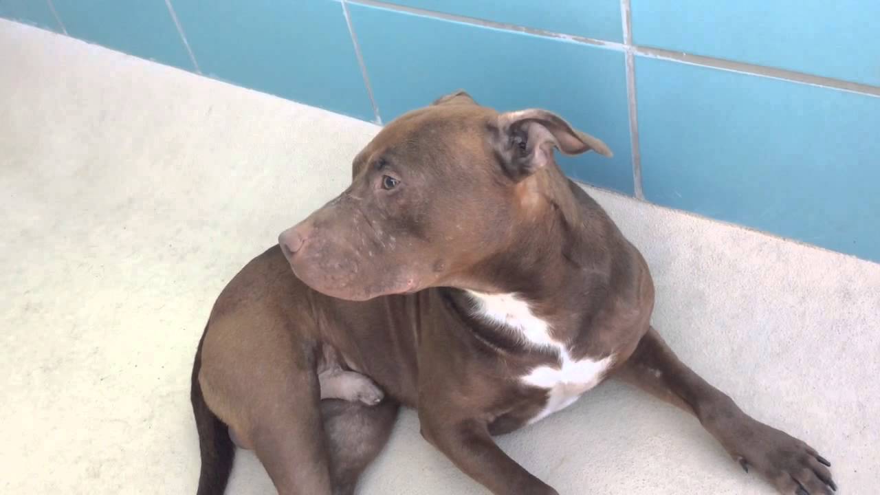 Meet a Terrier American Pit Bull currently available for adoption at ...