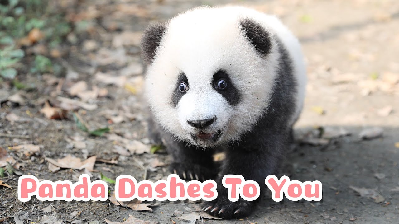 Panda Dashing To You Arduously | iPanda - YouTube