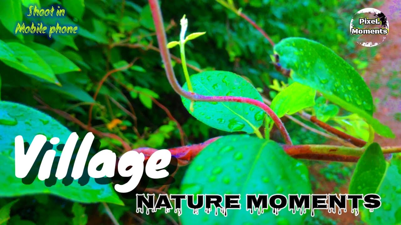 VILLAGE nature moments 4K60fs shoot in Mobile phone (Sony IMX363 sensor ...