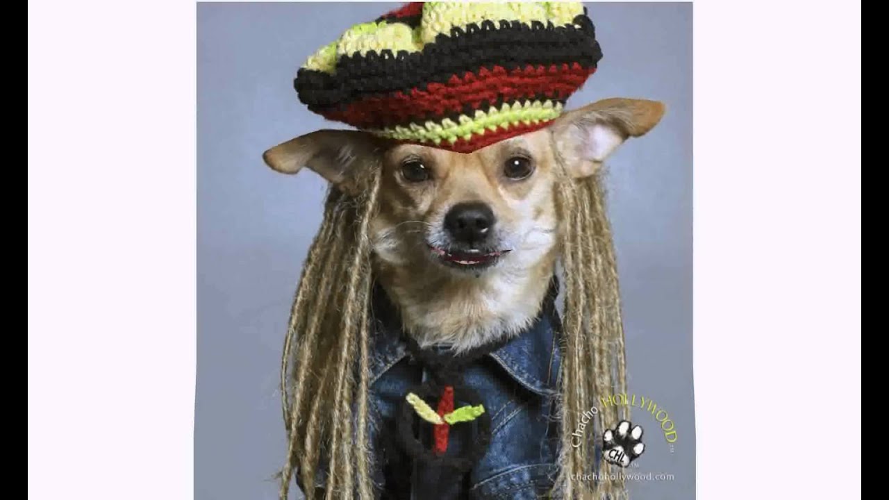 Talking AVATAR (dog): Video 1 - YouTube