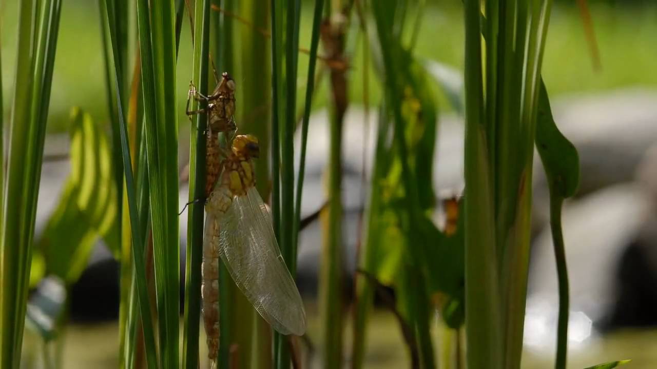hatching dragonfly - YouTube