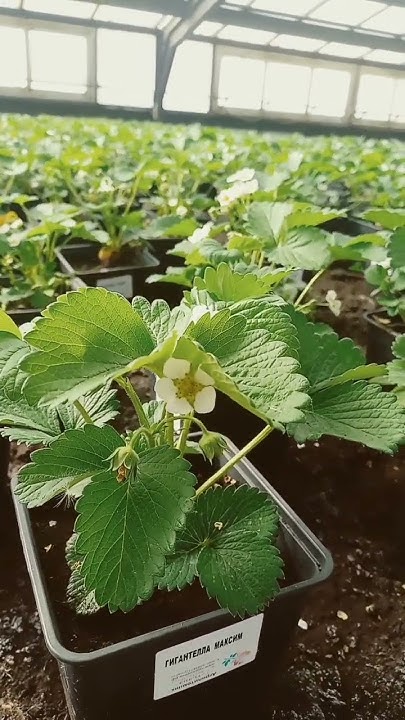 Гигантелла максим - YouTube