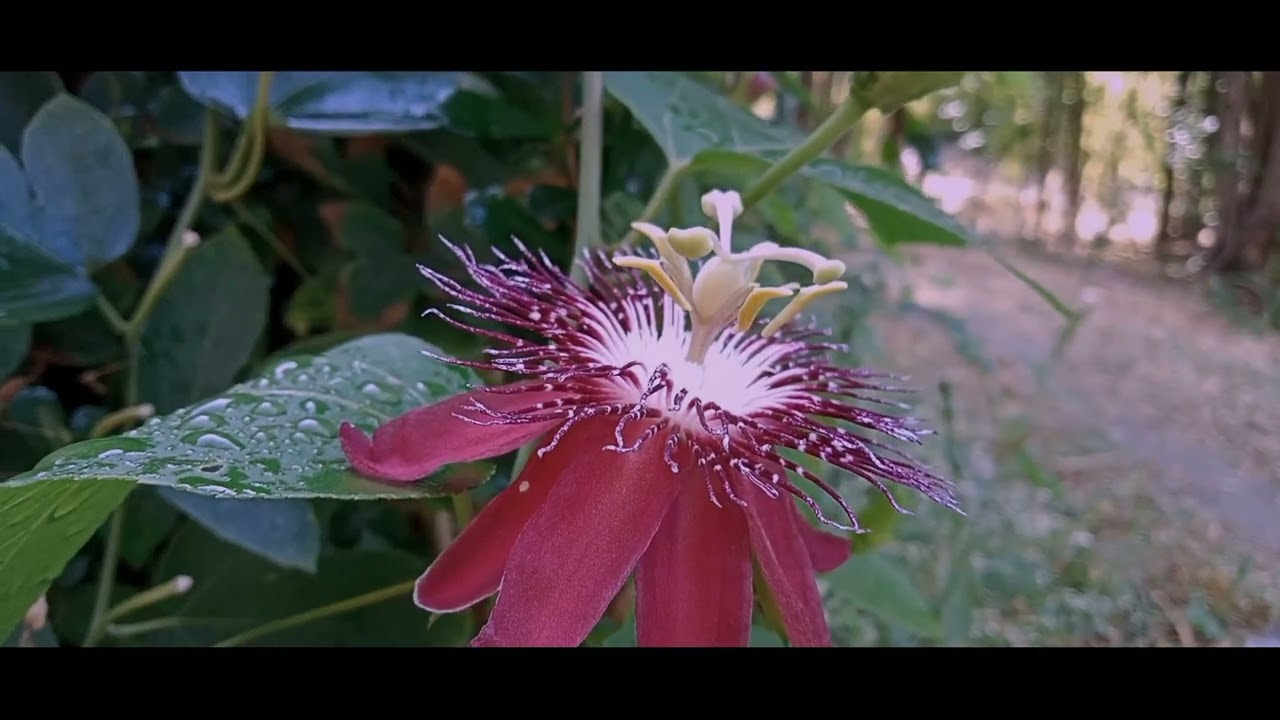 Prestigio 3 axis Gimbal Test  Cinematic Video Realme C15